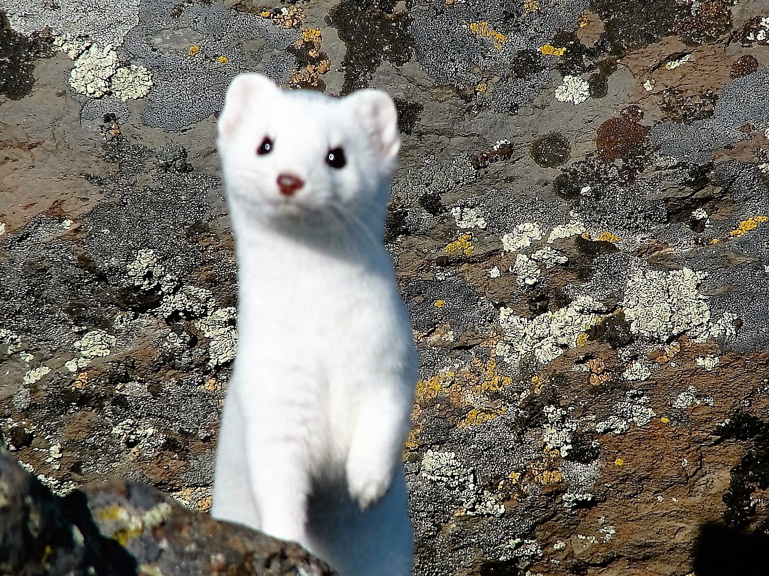 Fieggentrio: Beestachtige dieren: de Hermelijn.