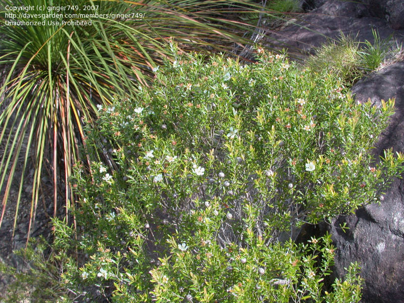 Glasshouse Mountains Tea Tree