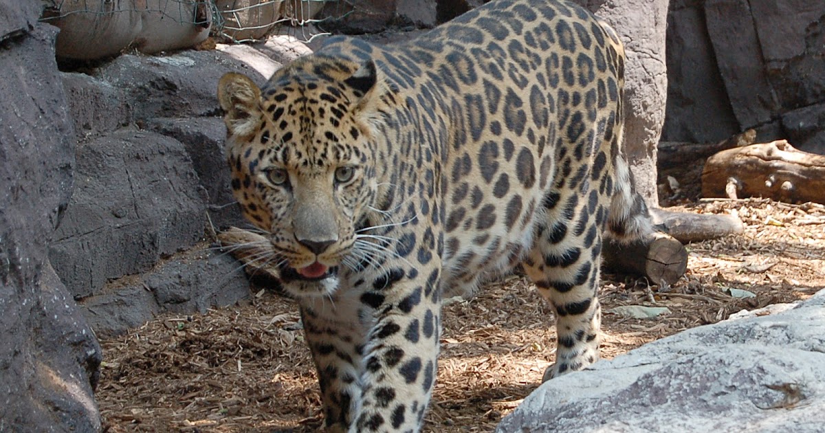 An Introduction to a Bajan Animal Enthusiast