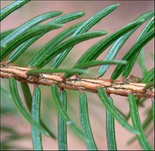 Hoja acicular (acicularis) - Botánica integra