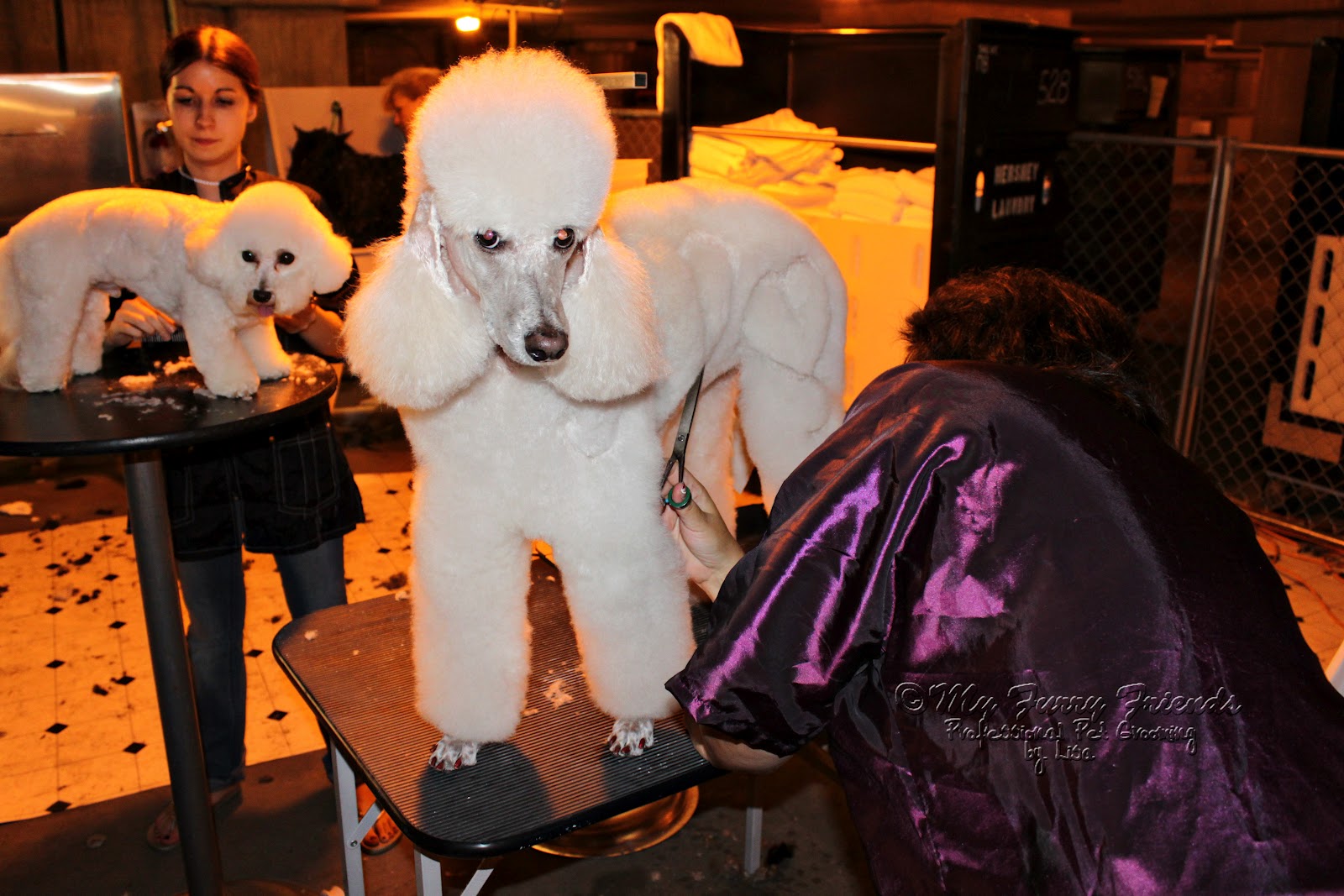 Pet Grooming: The Good, The Bad, & The Furry: Abstract Runway at Groom Expo