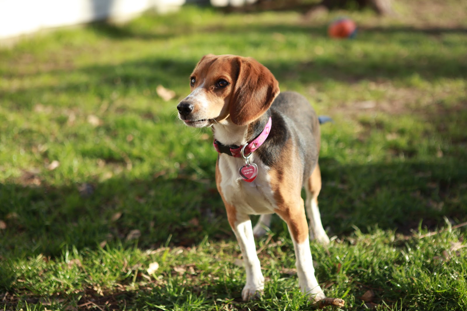 Two Fancy Beagles