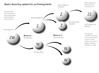 Parthenogenesis Of Asexual Reproduction |Genetic Engineering Info