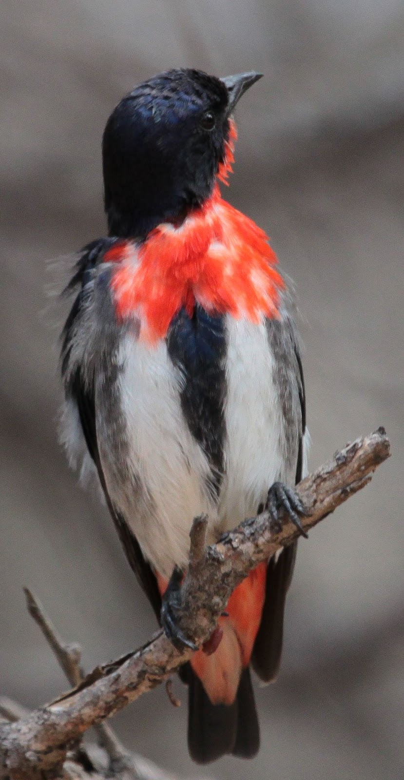Richard Waring's Birds of Australia: Mistletoebird Magic at Simpsons Gap