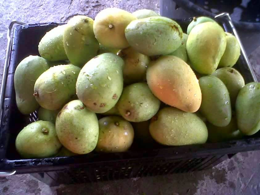 Pulut Mangga Harum Manis - Bakul2011.com
