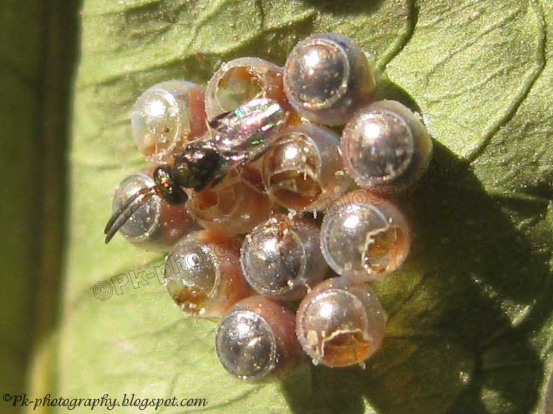 The Egg Parasitoid Wasp-Trissolcus basalis | Nature, Cultural, and ...