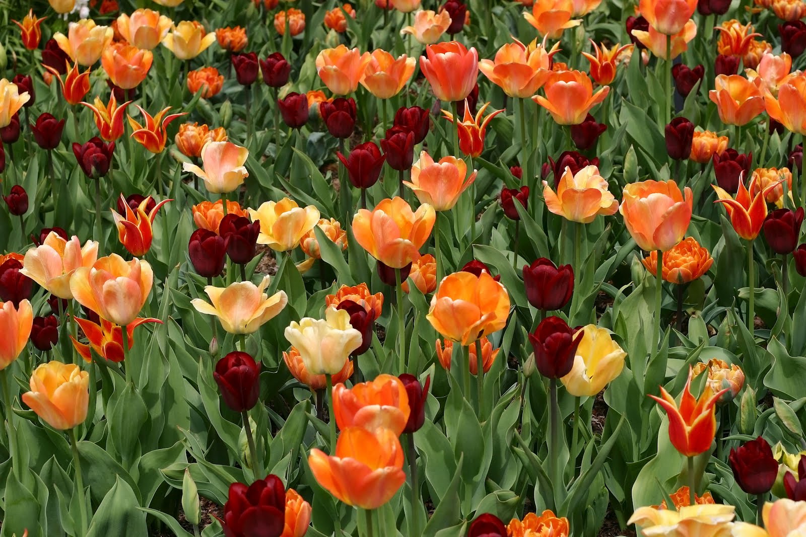 Viata de povestit: Lalele,lalele...frumoasele mele lalele...