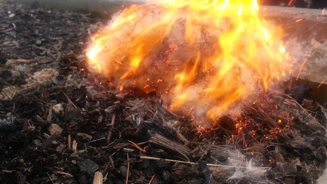 The 7 P's Blog: Cattail Used As Flash Fire Tinder