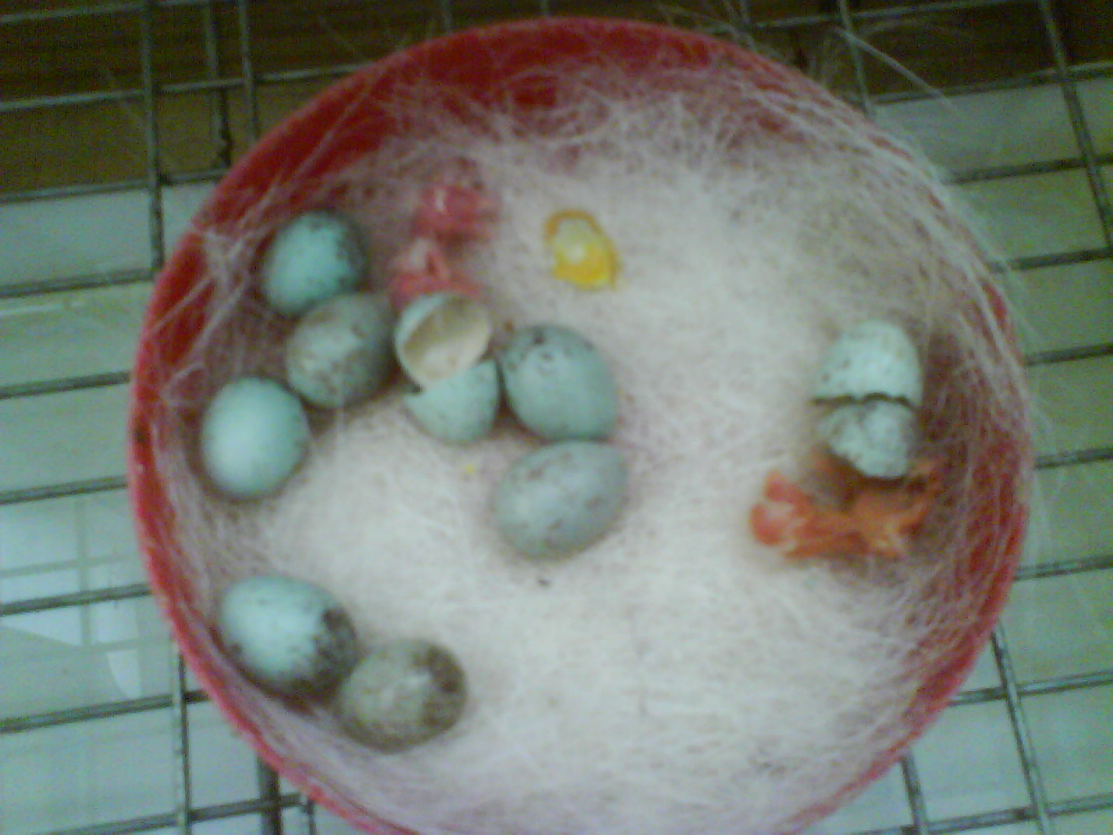 Canaricultura Marchena: Nacimiento de pichones en la incubadora.