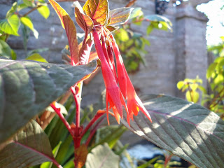 Terra Nostra: ALJABA - Fuchsia sp.