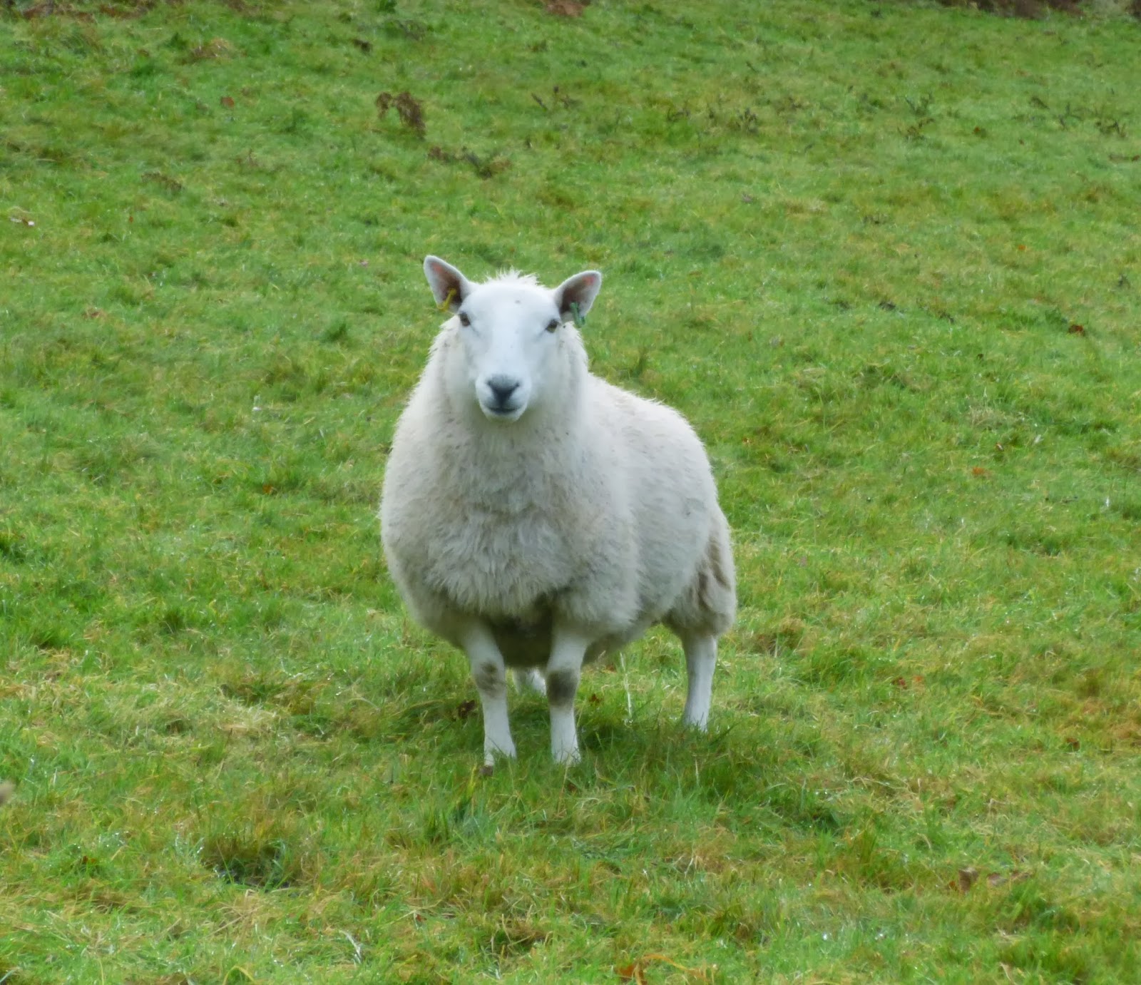 Our New Life in the Country: What Do You Expect to Find on a Welsh ...