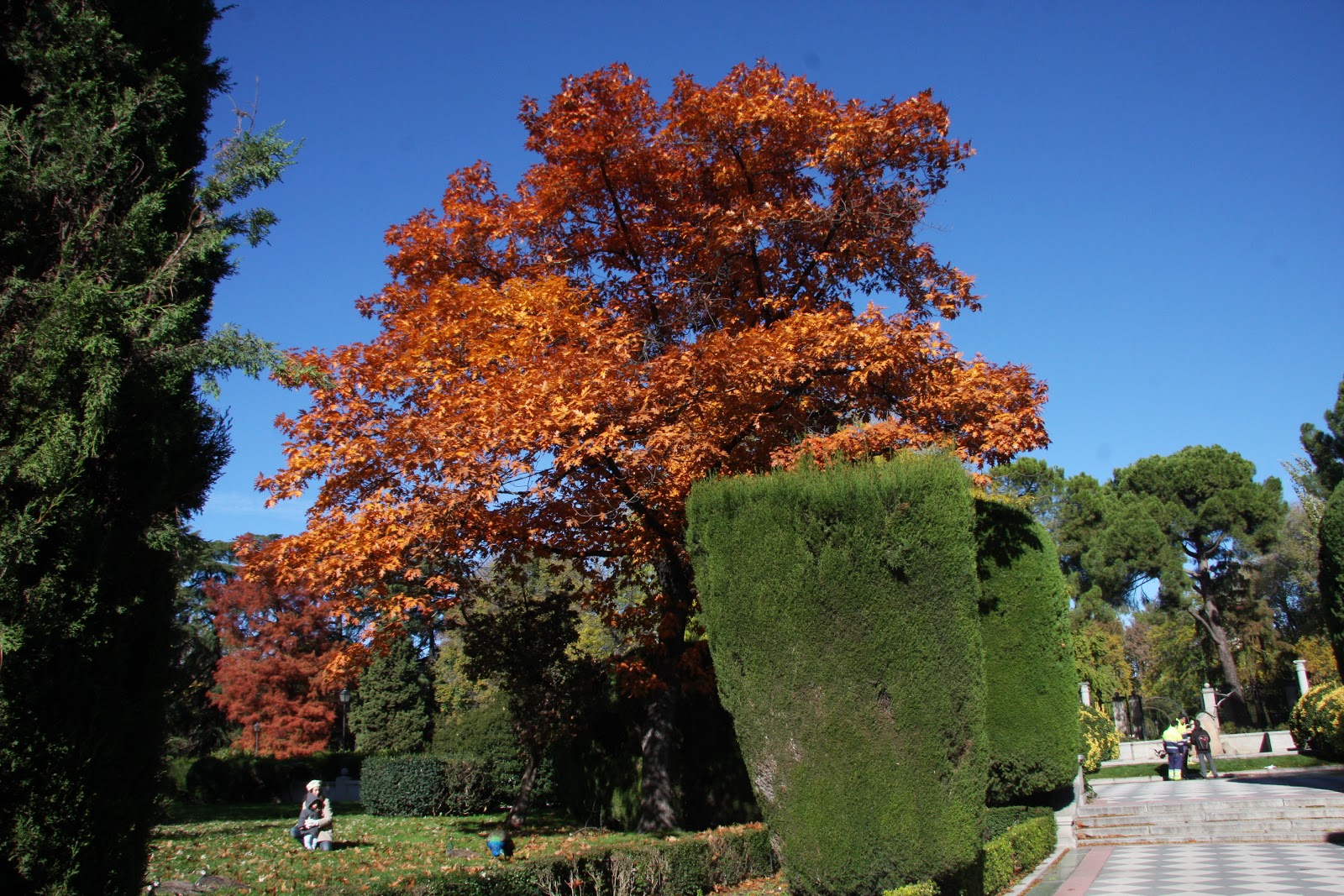 Madrid: Retiro. El roble