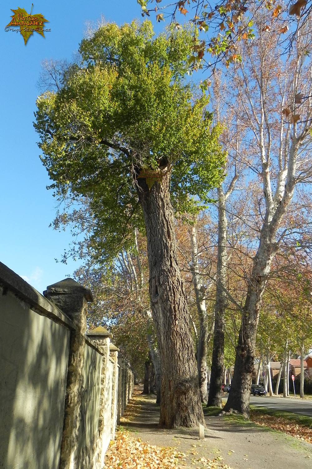 NaturAranjuez: Ulmus minor (OLMO)