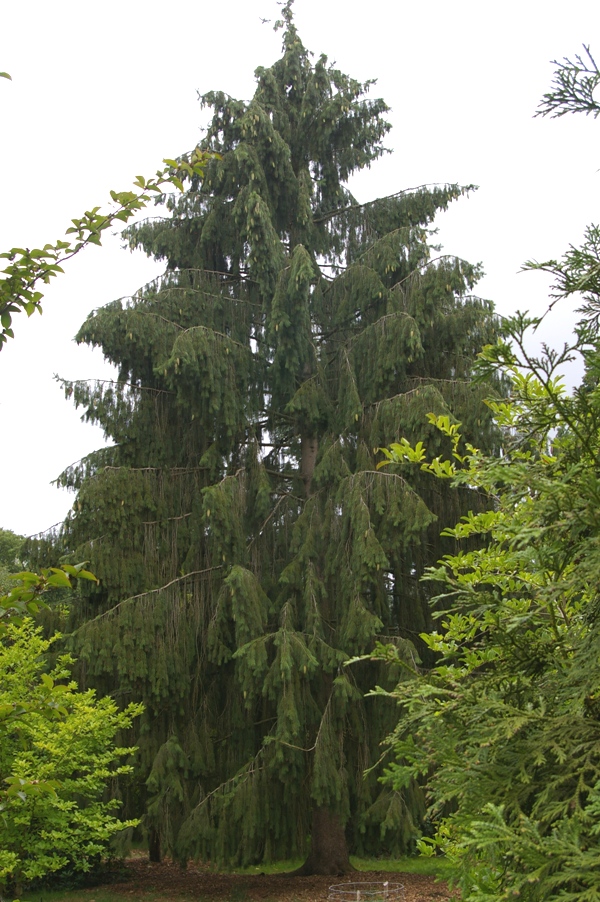 John Grimshaw's Garden Diary: A visit to the Harcourt Arboretum