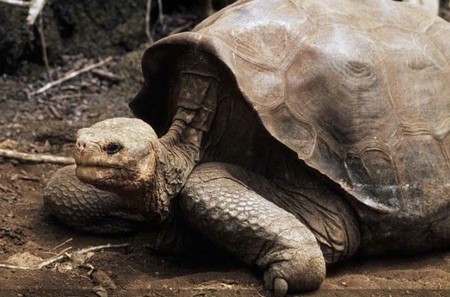 No viviendo en un mundo vivo: Solitario George