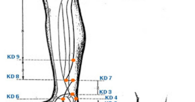 Akupuntur: Titik Meridian Ginjal