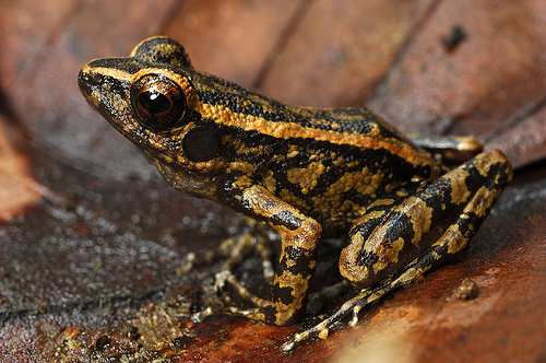 Duniaku: Kongkang Bertotol (Rana picturata)