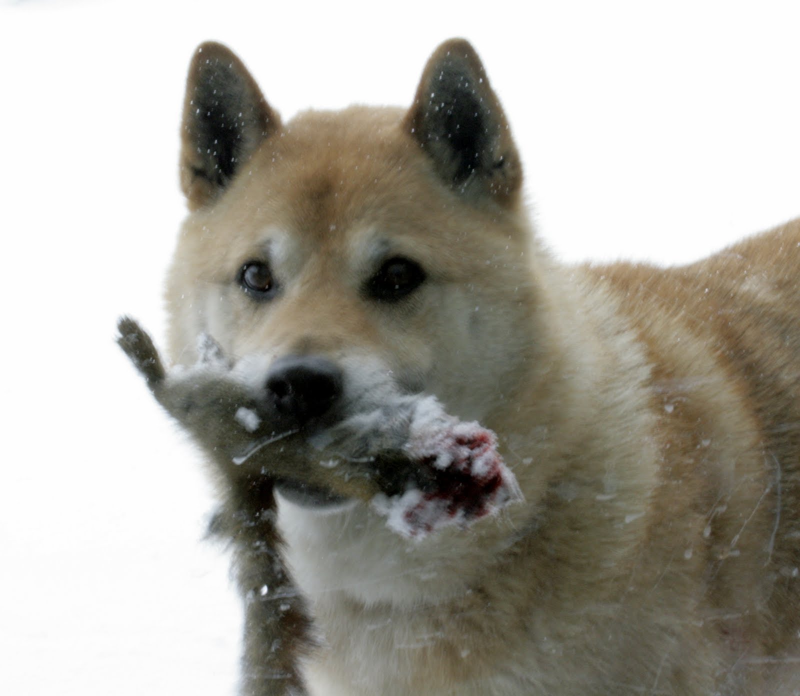 THE BACK STORY -: Power Of The Porky - Porcupine Encounters