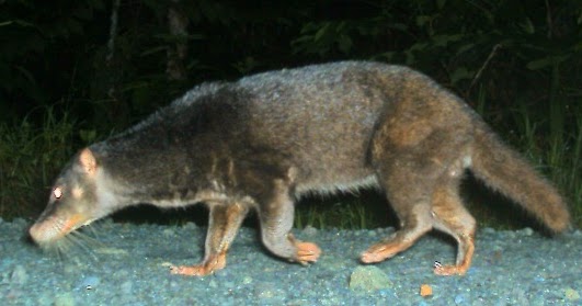 Jenis - Jenis Musang: Jenis-jenis Musang Asli Indonesia