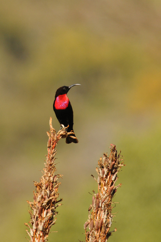 Birding and Bird Ringing in Zimbabwe: Ewanrigg Botanical Gardens