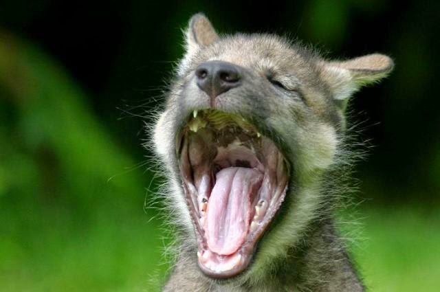 White Wolf : There's Nothing Cuter Than Baby Animals Yawning (12 Photos)
