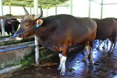 GAMBAR SAPI BALI 27 | GAMBAR SAPI