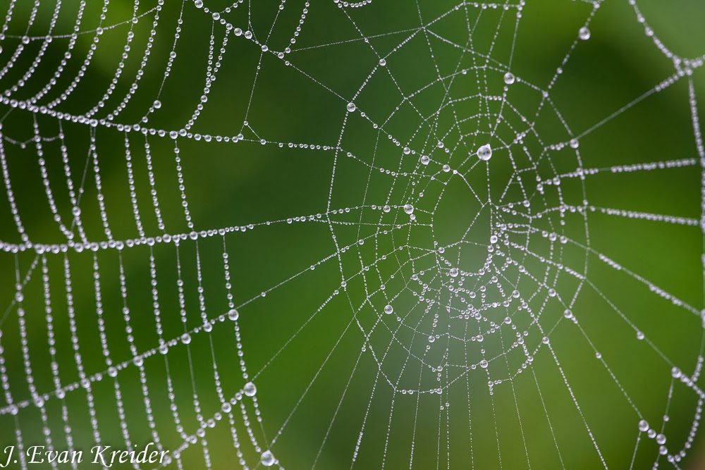 Kreider's Korner Photographs: October Leaves and Spider Webs