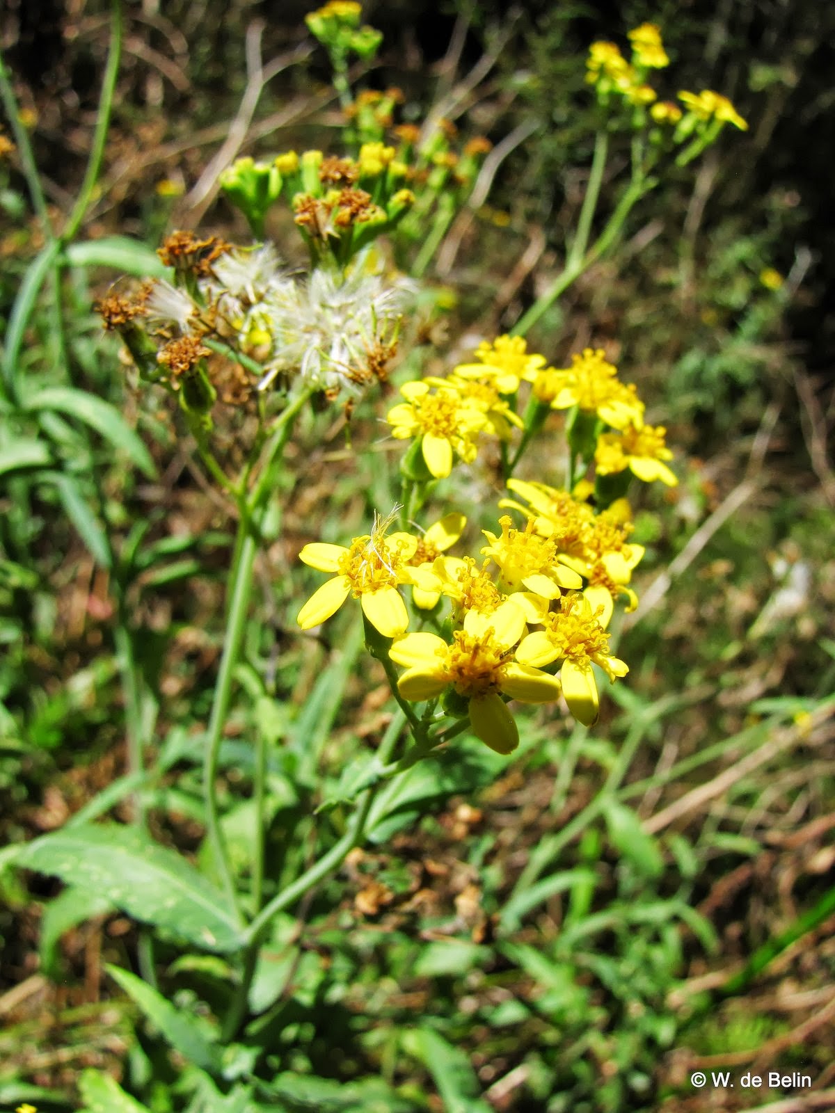 Sydney's Wildflowers and Native Plants: Senecio linearifolius ...