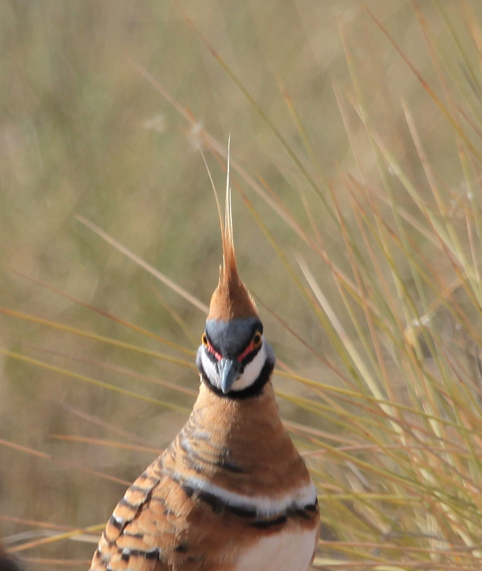 Richard Waring's Birds of Australia: Alice Springs to Haasts Bluff ...