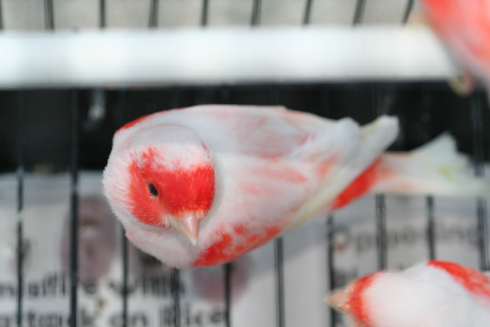 Silva's Birds: Color Canaries 1