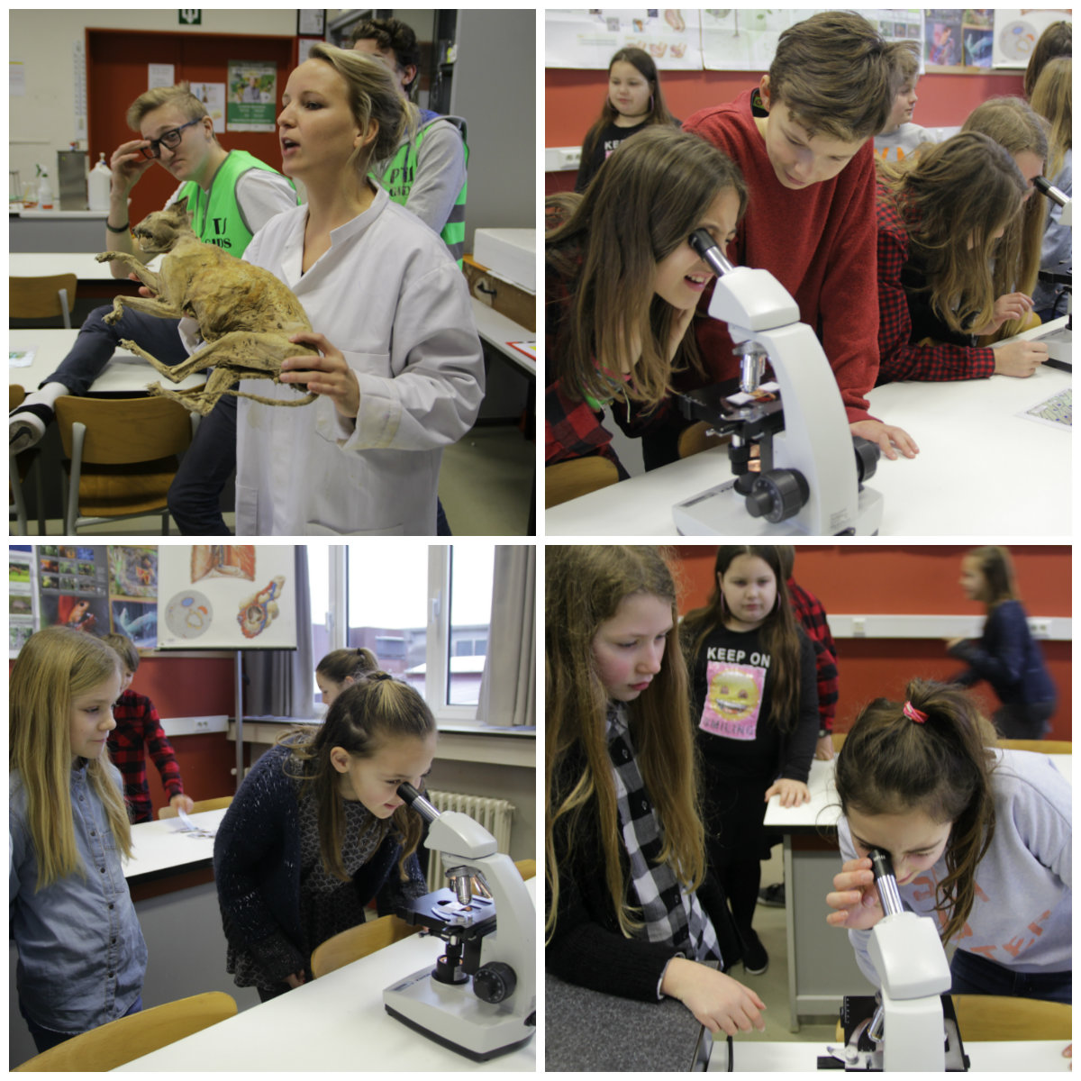 Klas6sintmichiel: STEM-dag Boom