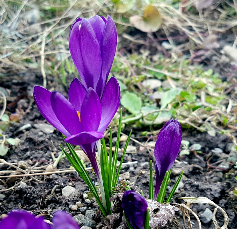 Floarea -bunica: Muguri si flori - Miercurea fara cuvinte