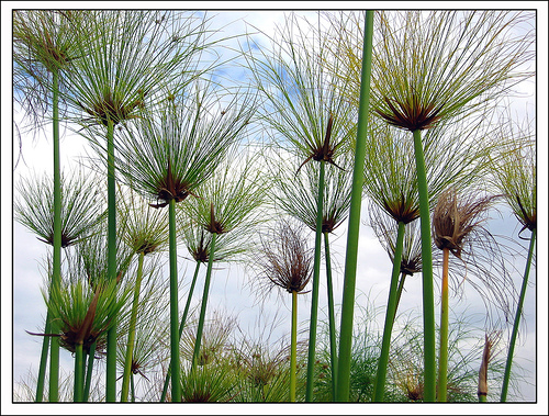 Studio Floral Dora Santoro: Papirus