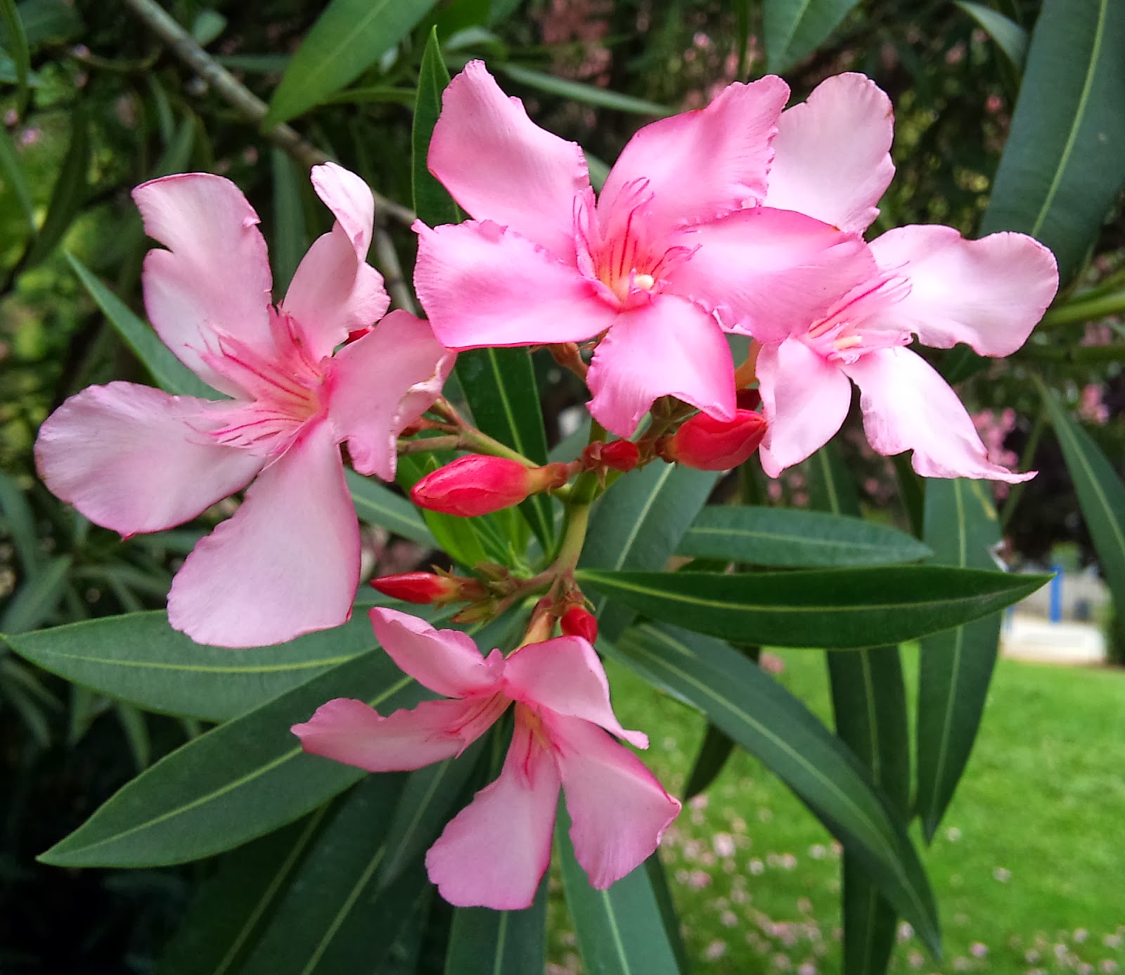 Árboles con alma: Adelfa. Baladre. (Nerium oleander)
