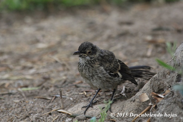 Descubriendo hojas: Unas cuantas aves en la ciudad de Lima