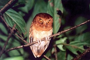 Birds of Srilanka: Serendib Scops Owl