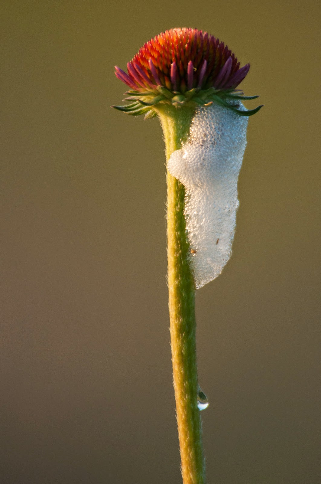 A Tree Falling: Tandy Hills Natural Area, Part II