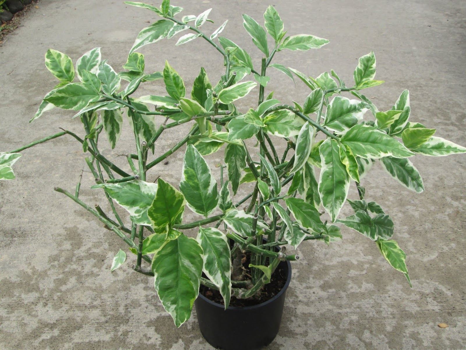 Garden Notes from Hawaii: PEDILANTHUS TITHYMALOIDES