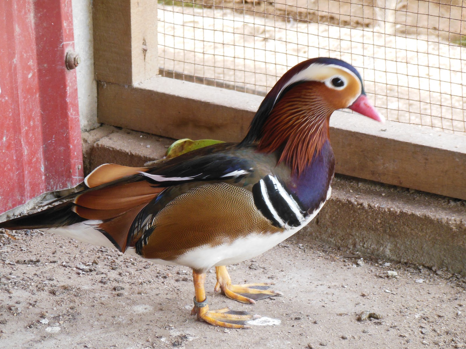 MasiranFarm - angsa, ayam mutiara & ayam belanda