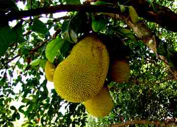 Pró - Vida Saudável: Jaca