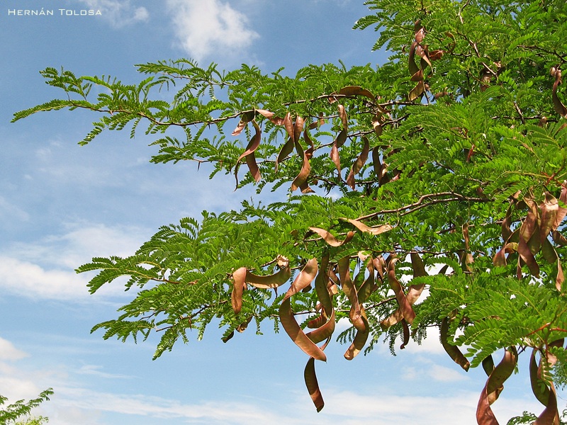 Flora Bonaerense: Acacio negro (Gleditsia triacanthos)