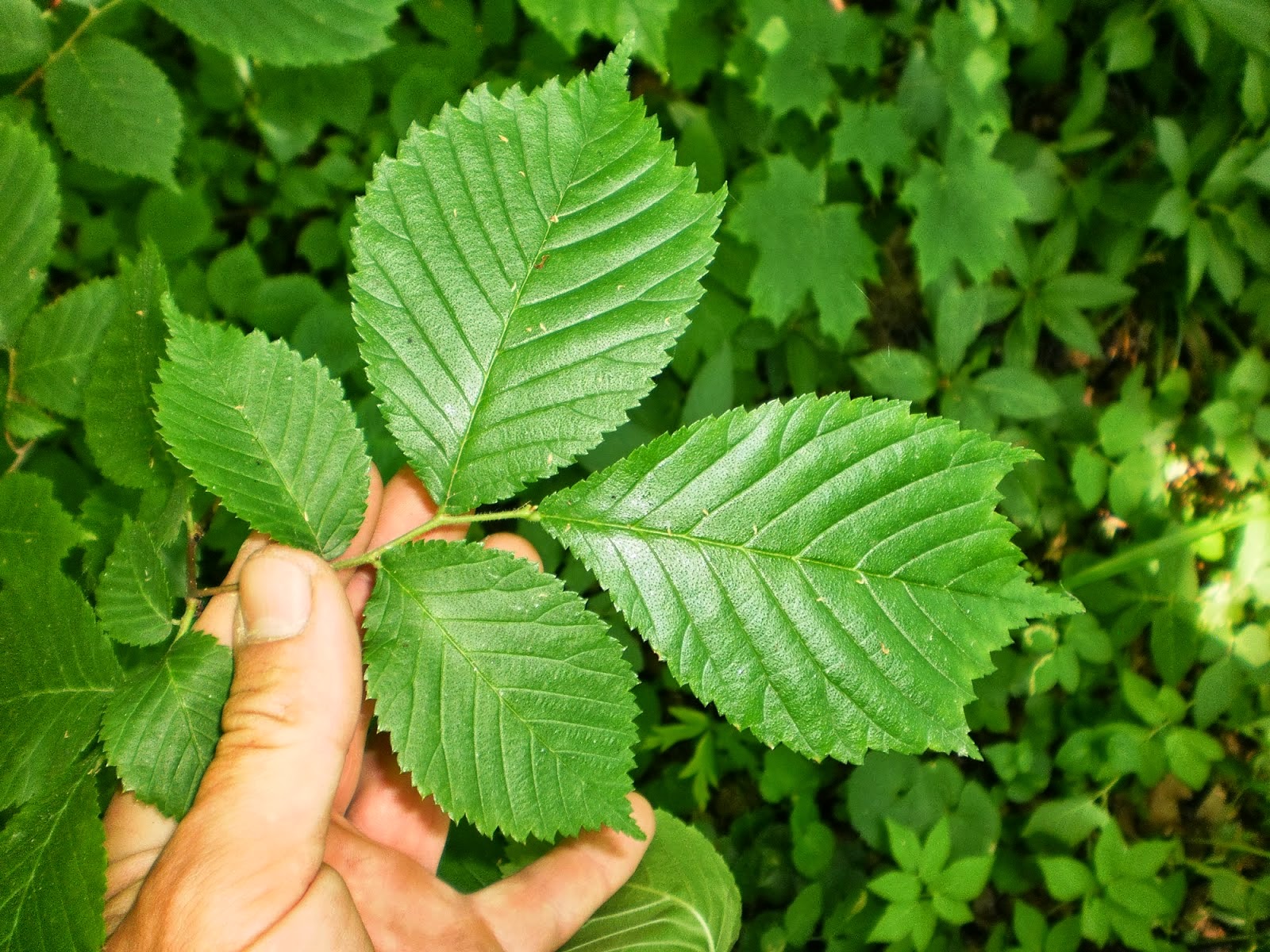 Arte y viajes: junio 2014