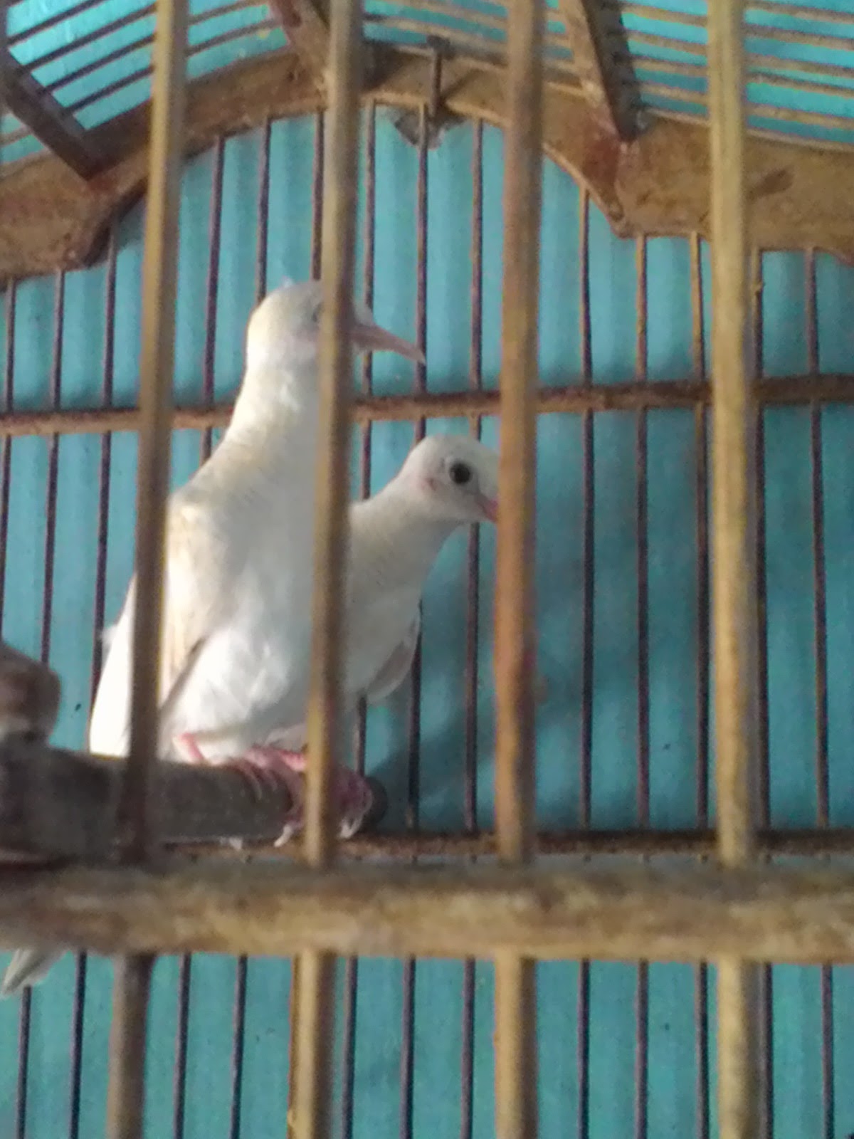 JUAL KUTUT: Perkutut Putih Mata Merah Sepasang Dewasa