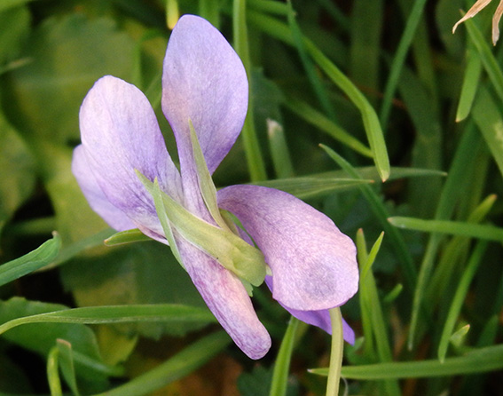 VIOLETAS SILVESTRES (Viola riviniana)