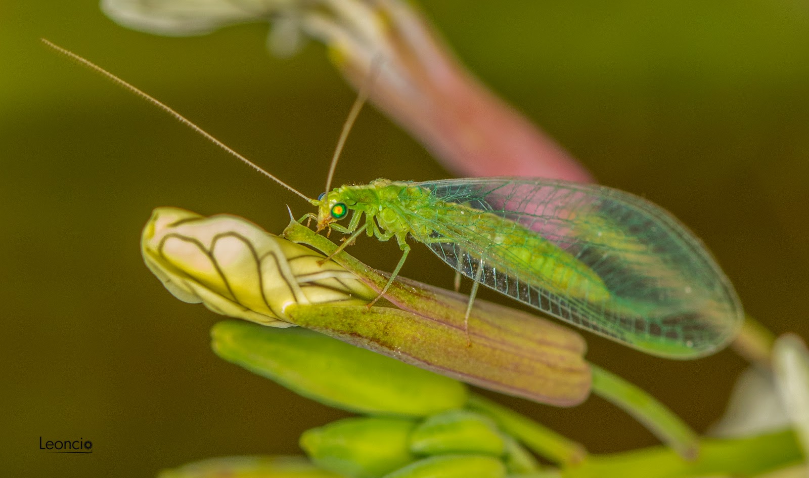 FOTOGRAFÍA Y NATURALEZA EN ANDALUCÍA: MACROFOTOGRAFÍA ( insectos ...
