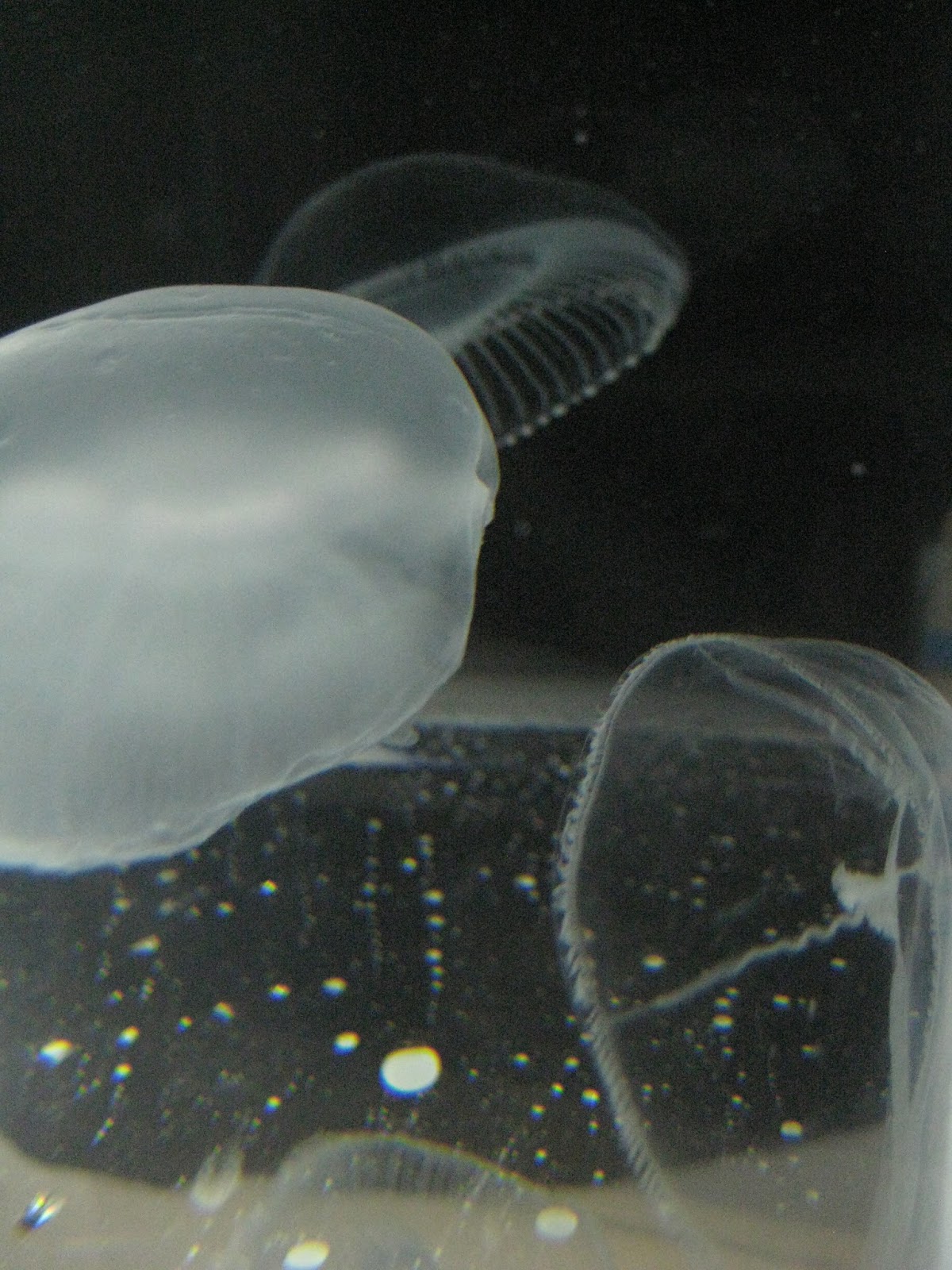 Promoting Research Investigations in the Marine Environment: Aaron ...