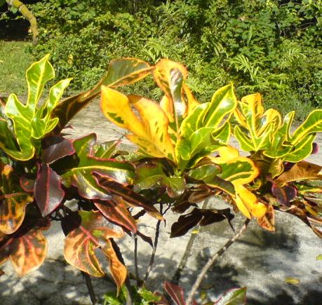 How To Care Croton Plant For Good Growing