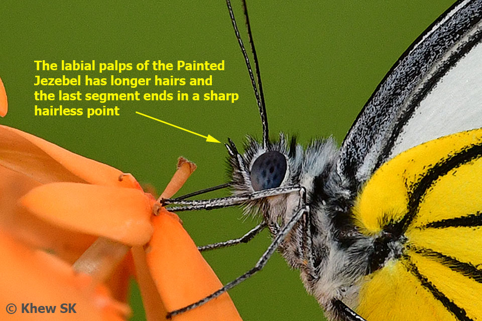 Butterflies of Singapore: The Butterfly Labial Palps