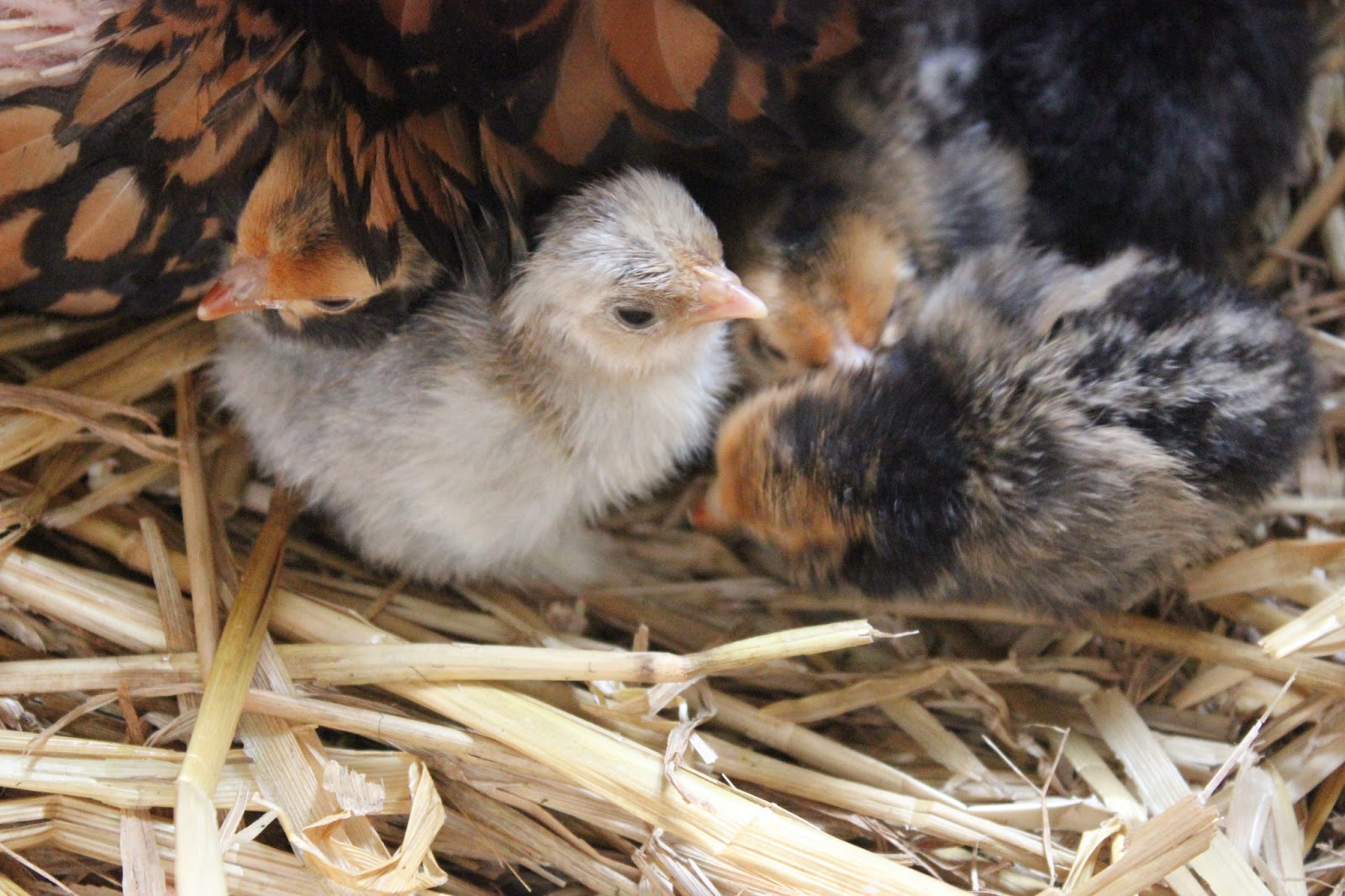 How to successfully move a broody hen sitting on eggs outside the Hen ...