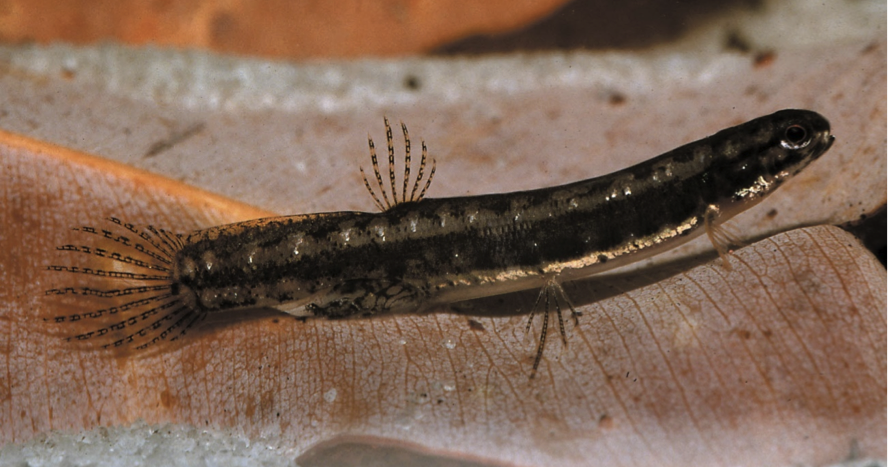 Virginia Tech Ichthyology Class : The Sinuous Salamanderfish, by Derek ...